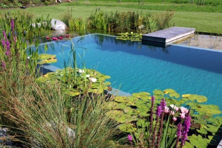 Schwimmteiche – Deutsche Gesellschaft für naturnahe Badegewässer e.V.